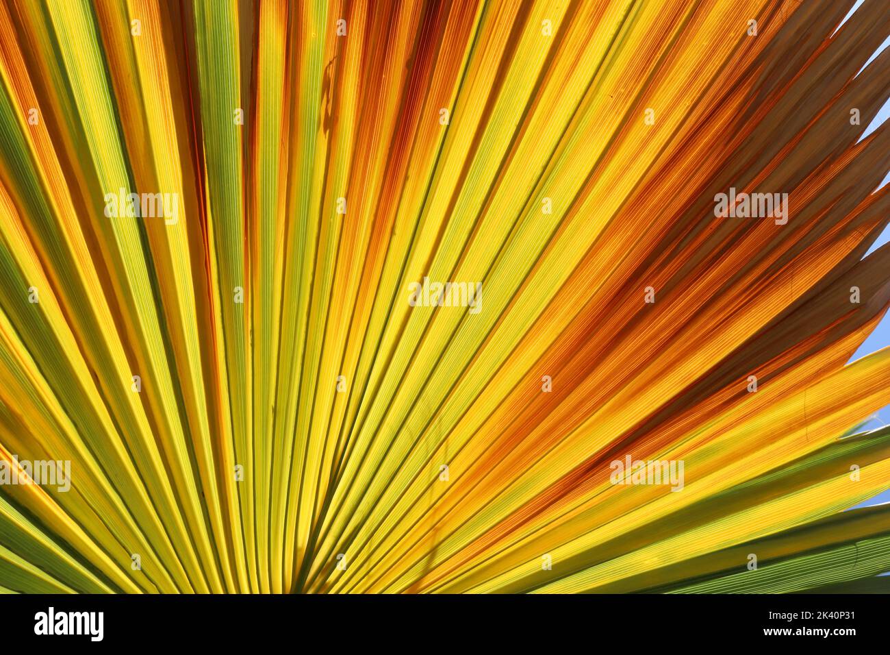 variegated colorful palm leaf for backgrounds Stock Photo - Alamy