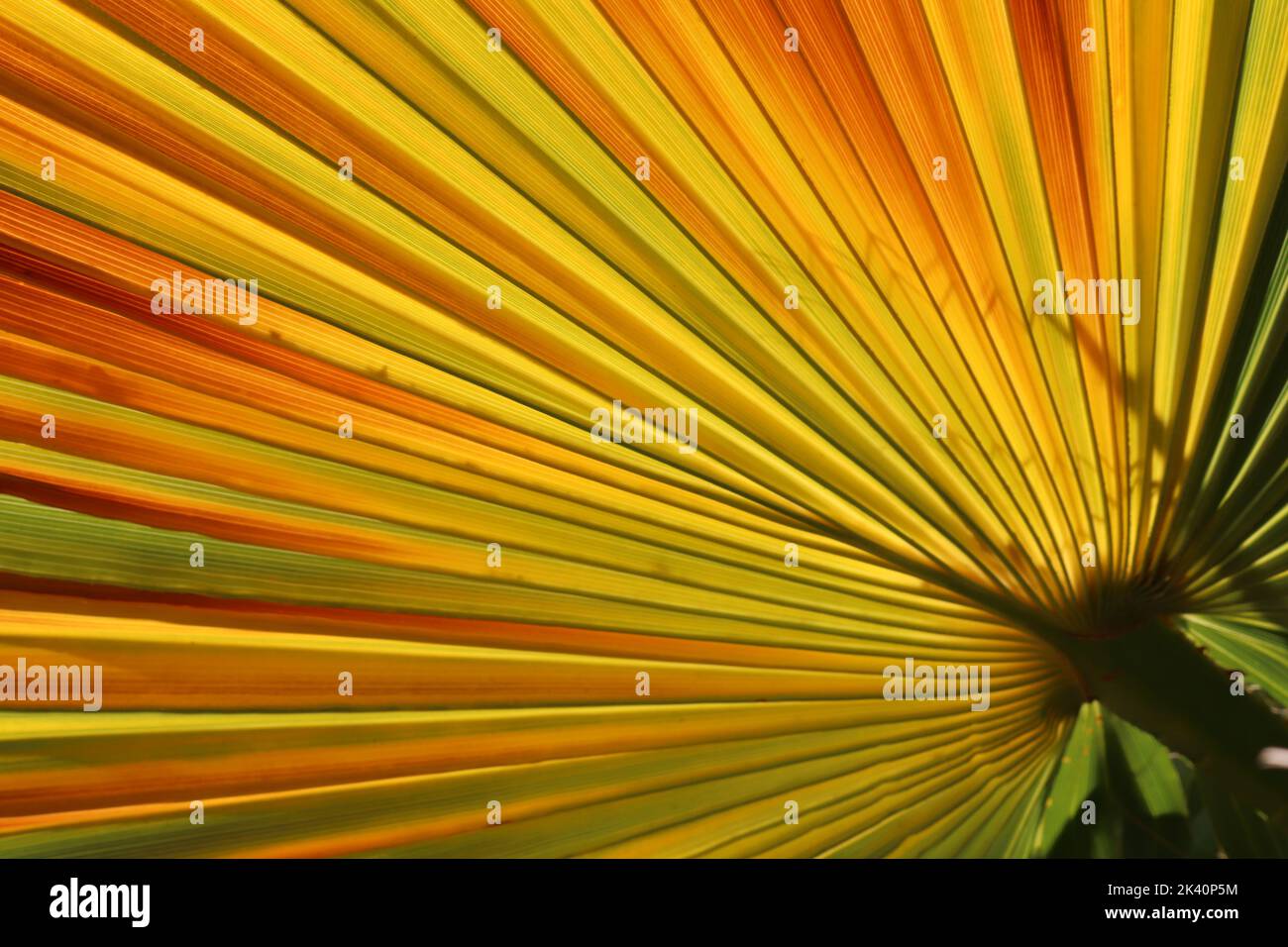 variegated colorful palm leaf for backgrounds Stock Photo - Alamy
