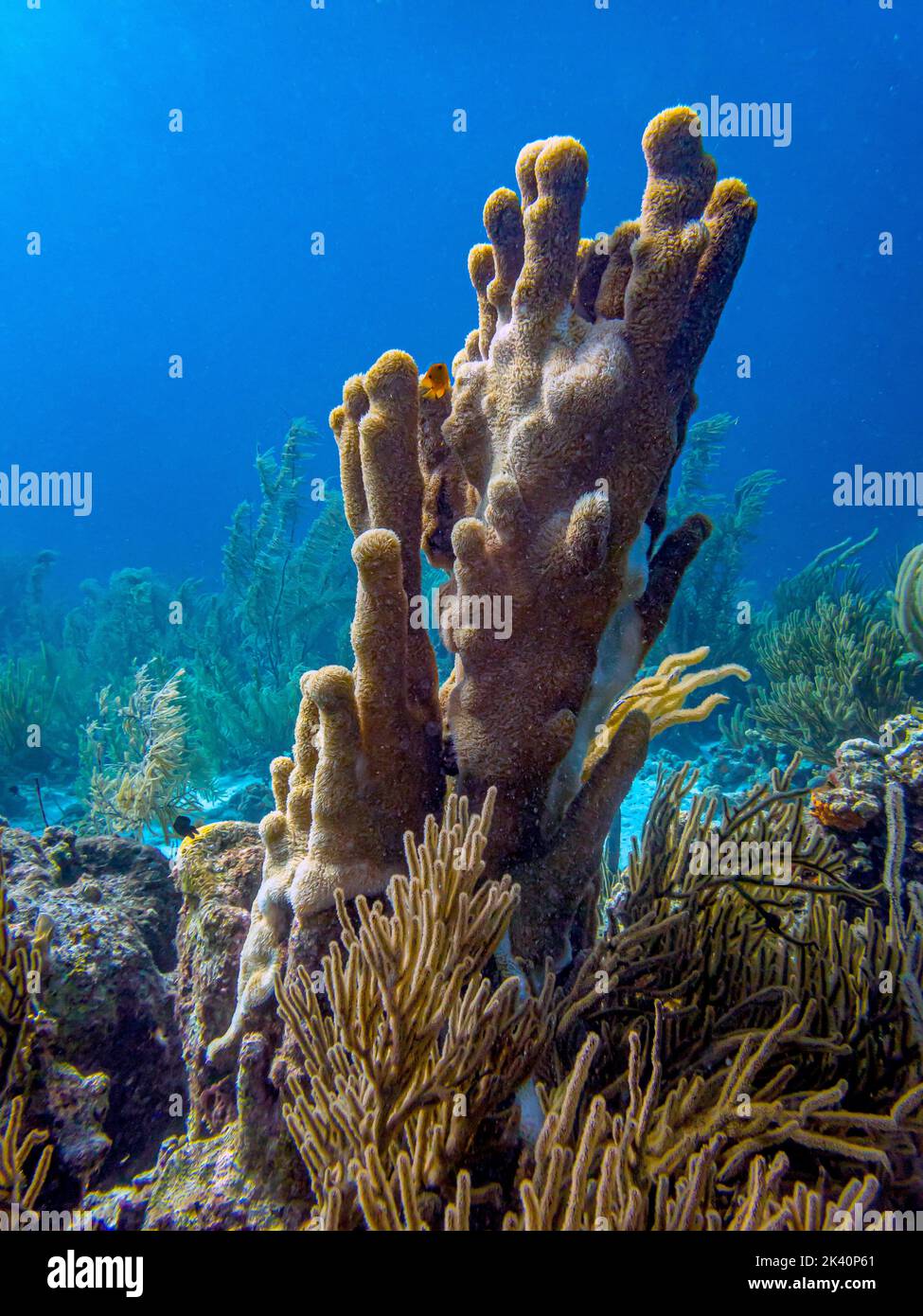 Caribbean coral reef Pillar coral off coast of Bonaire Stock Photo - Alamy