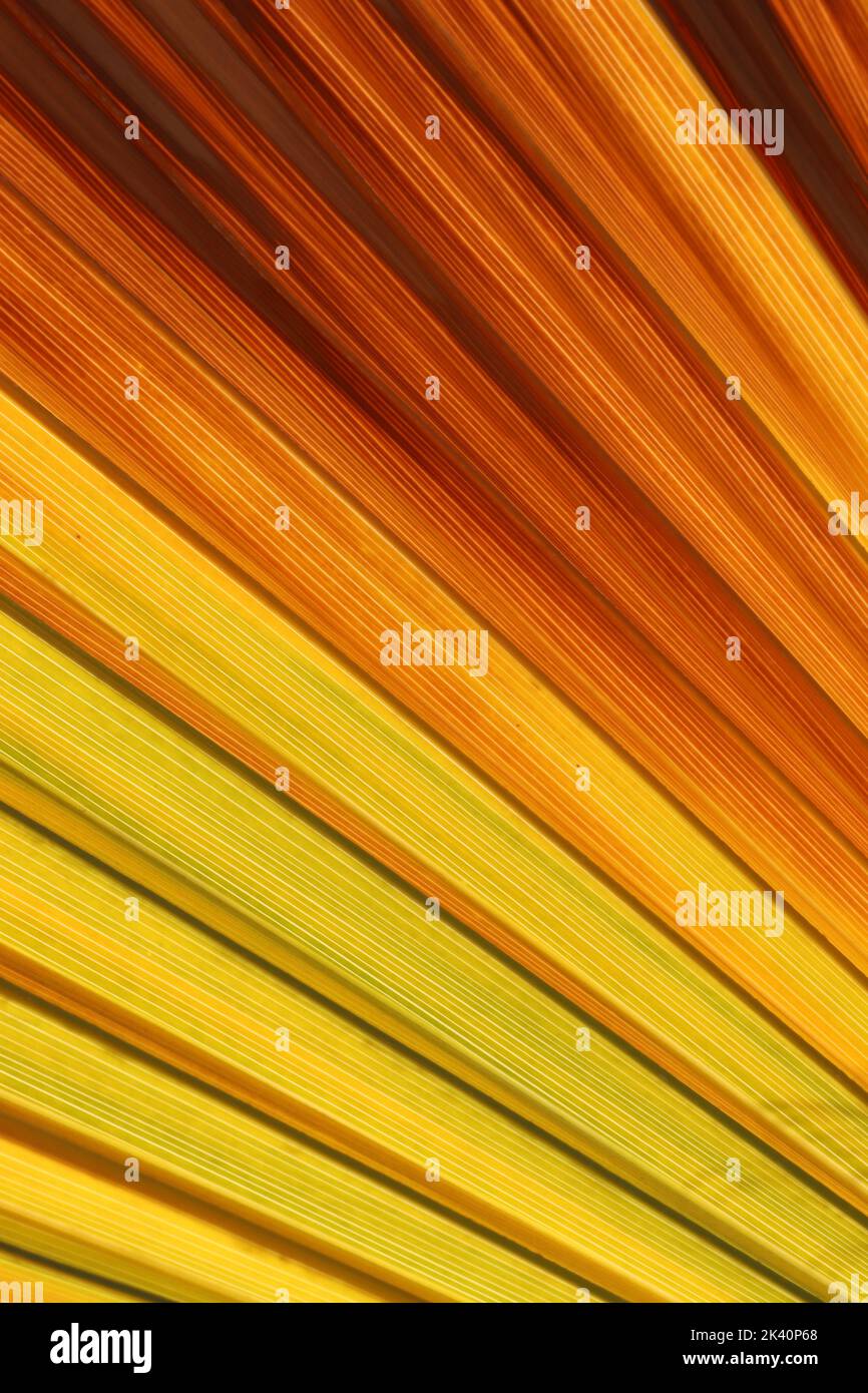 variegated colorful palm leaf for backgrounds Stock Photo - Alamy