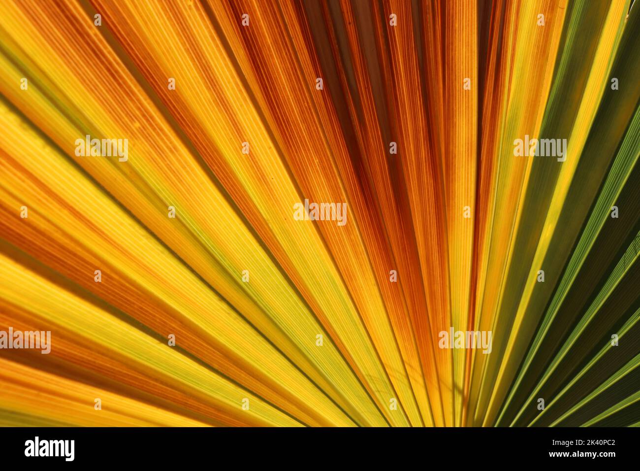 variegated colorful palm leaf for backgrounds Stock Photo - Alamy