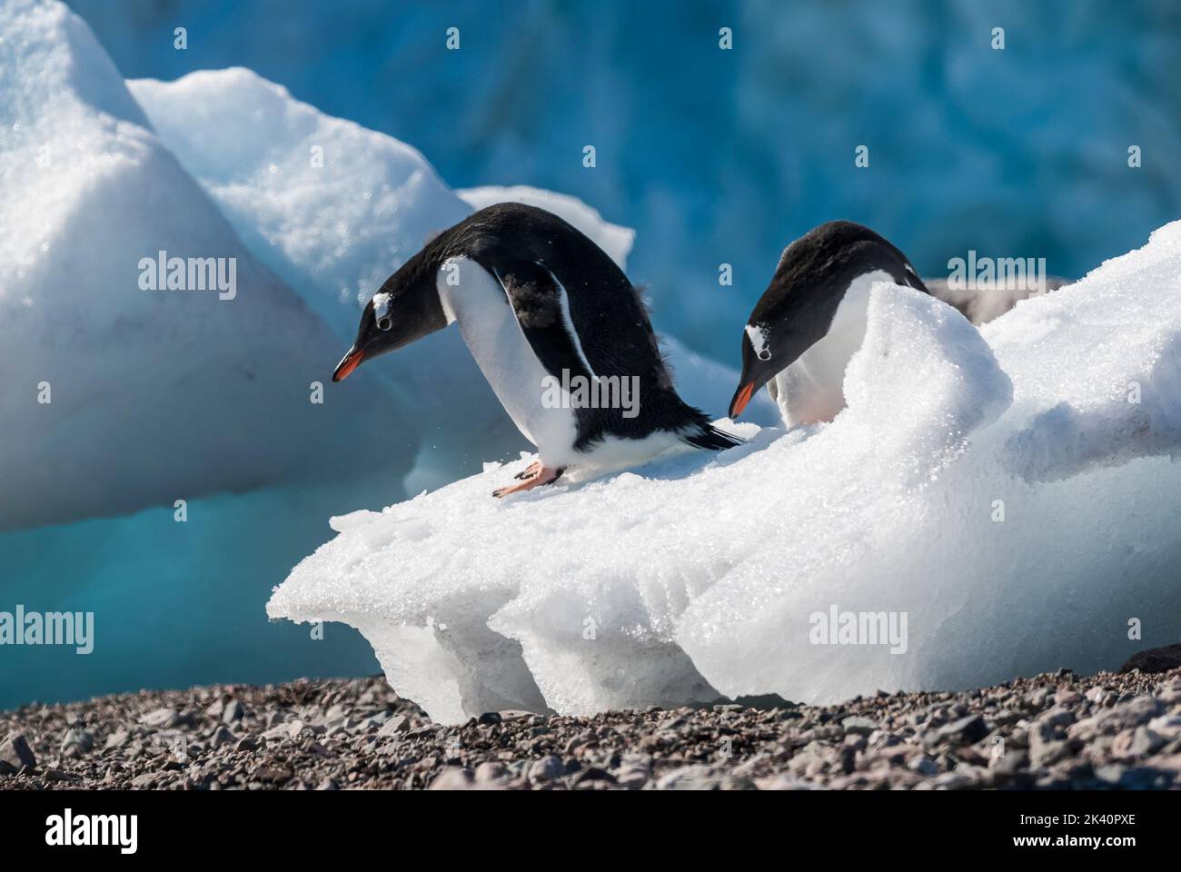 Gentoo penguin two specimens flapping their wings, Antarctic peninsula ...