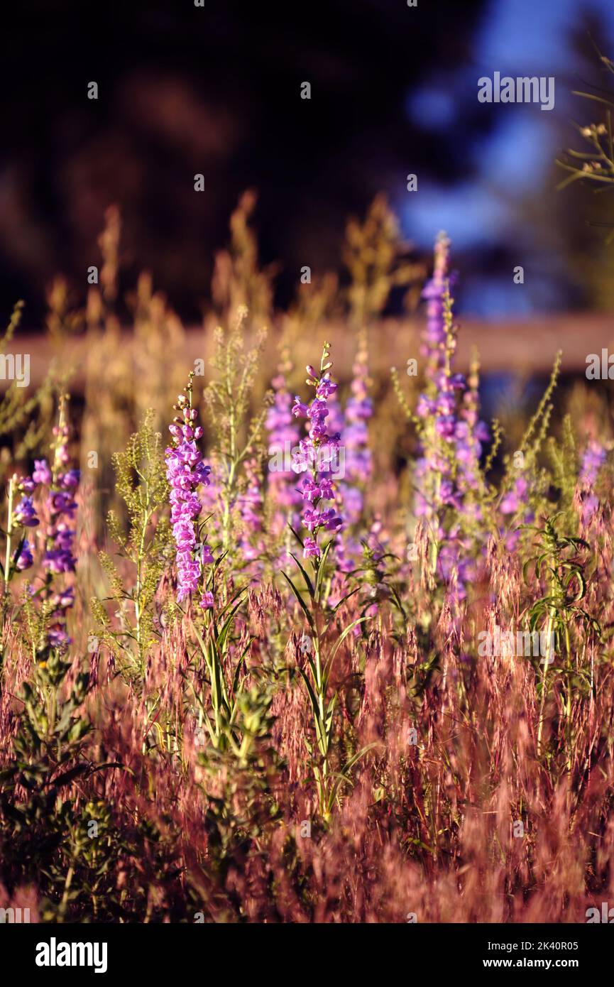 Flower field stock photo Stock Photo - Alamy