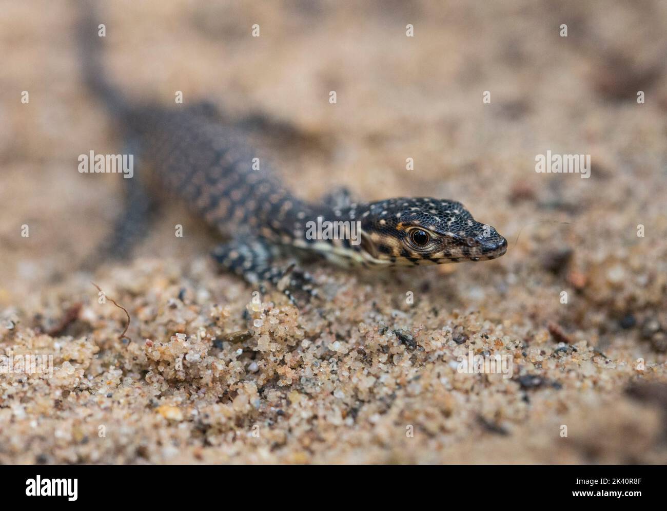 Cologne, Germany. 29th Sep, 2022. A 6-day-old Mitchell's monitor lizard ...