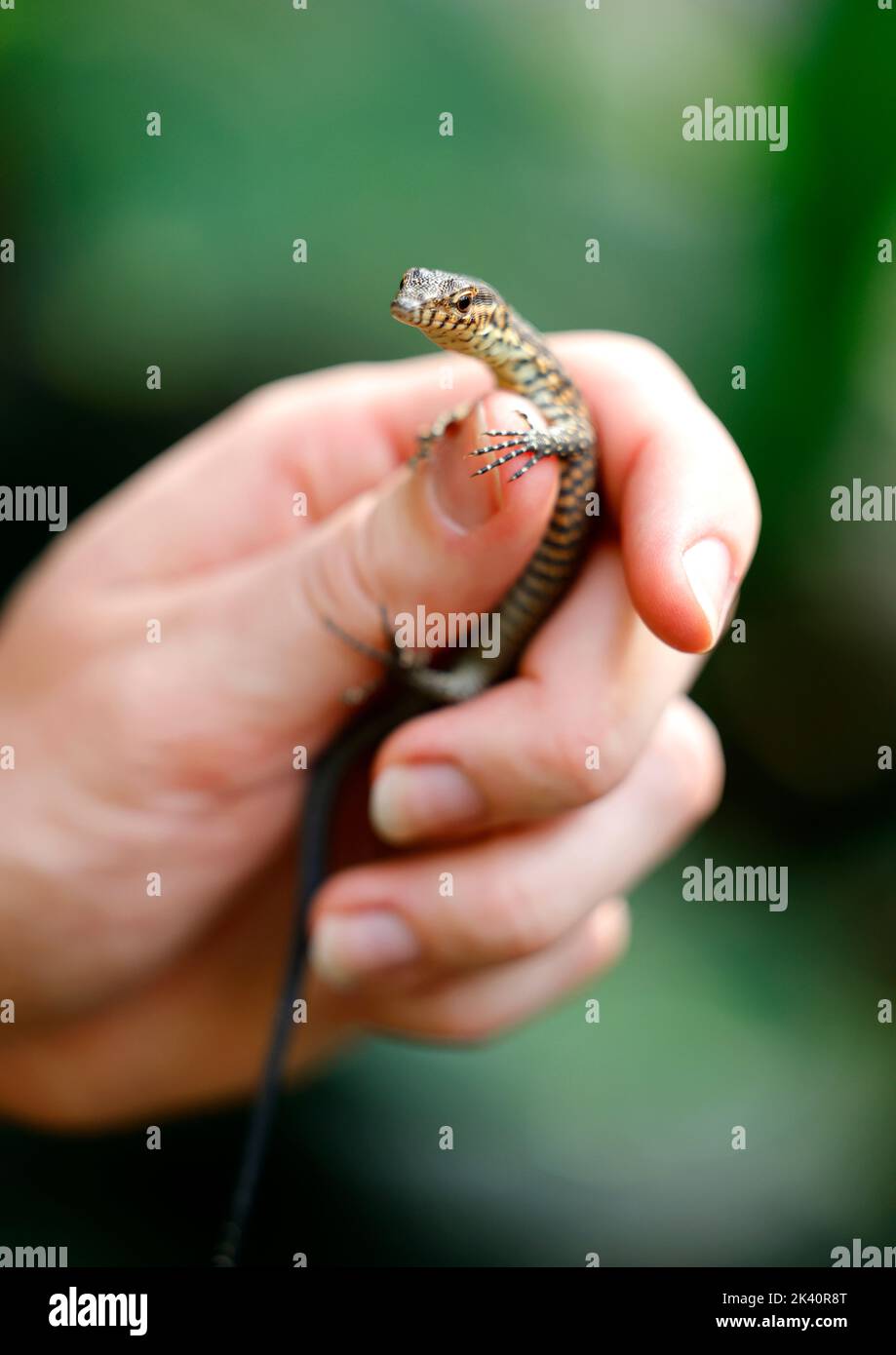 Cologne, Germany. 29th Sep, 2022. A keeper holds a 9-day-old Mitchell's ...