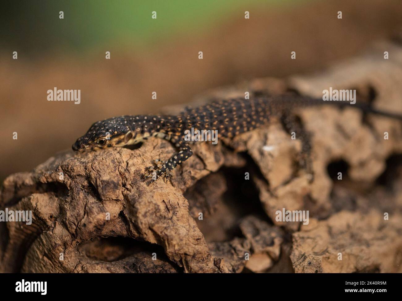 Cologne, Germany. 29th Sep, 2022. One of the two 6-day-old twins of the ...