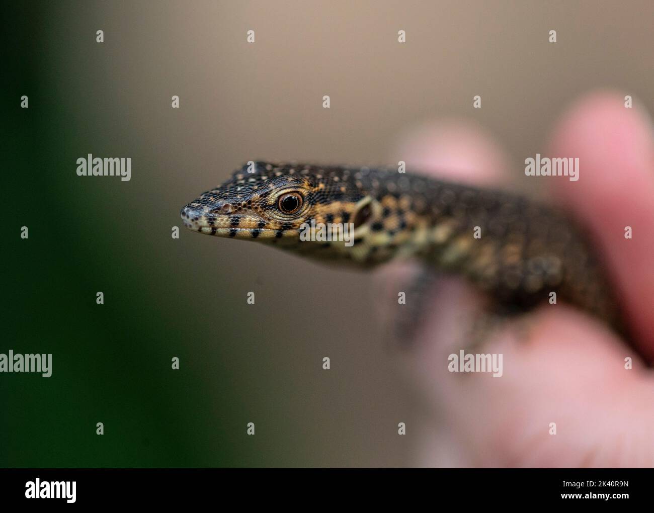 Cologne, Germany. 29th Sep, 2022. A keeper holds a 9-day-old Mitchell's ...