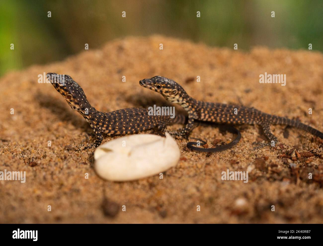 Cologne, Germany. 29th Sep, 2022. The two twins of the Mitchell's ...