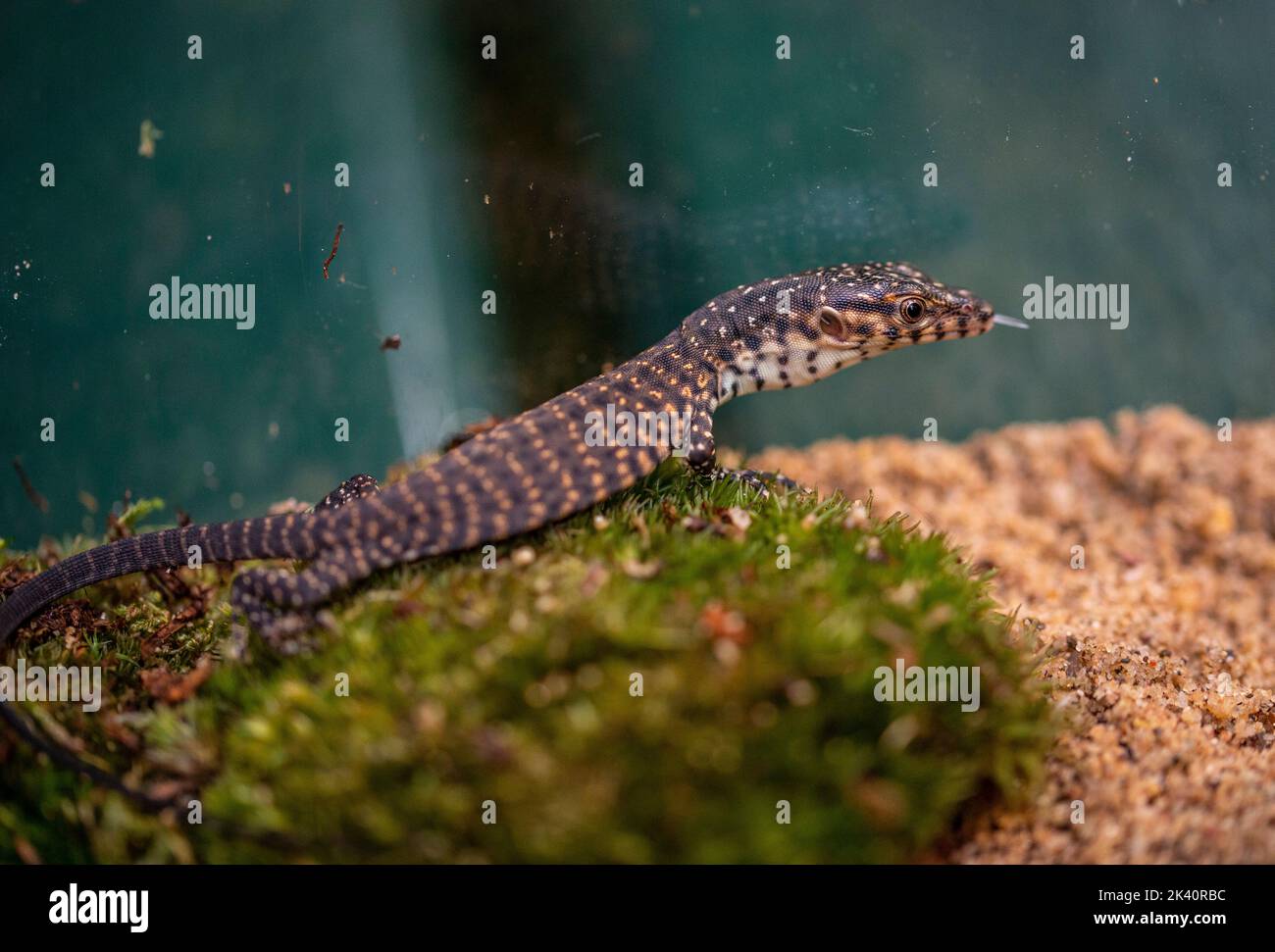 Cologne, Germany. 29th Sep, 2022. A 6-day-old Mitchell's monitor lizard ...