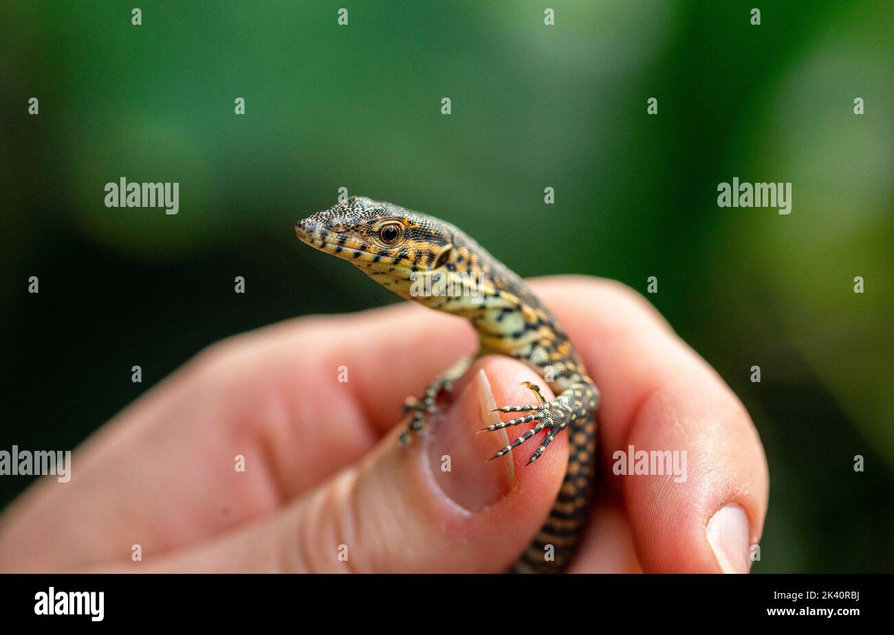 Cologne, Germany. 29th Sep, 2022. A keeper holds a 9-day-old Mitchell's ...