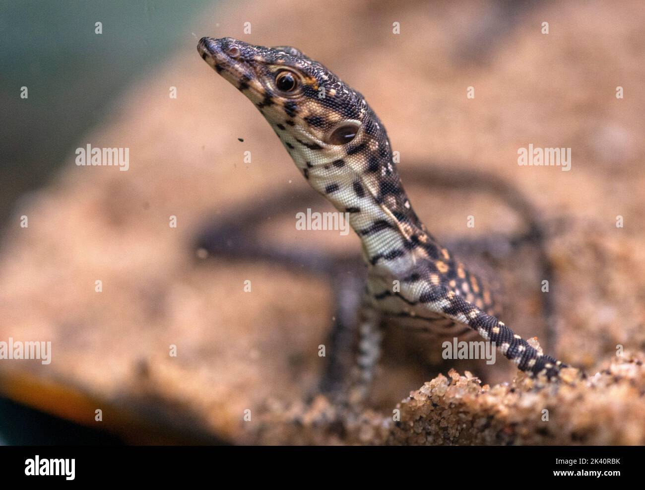 Cologne, Germany. 29th Sep, 2022. A 6-day-old Mitchell's monitor lizard ...