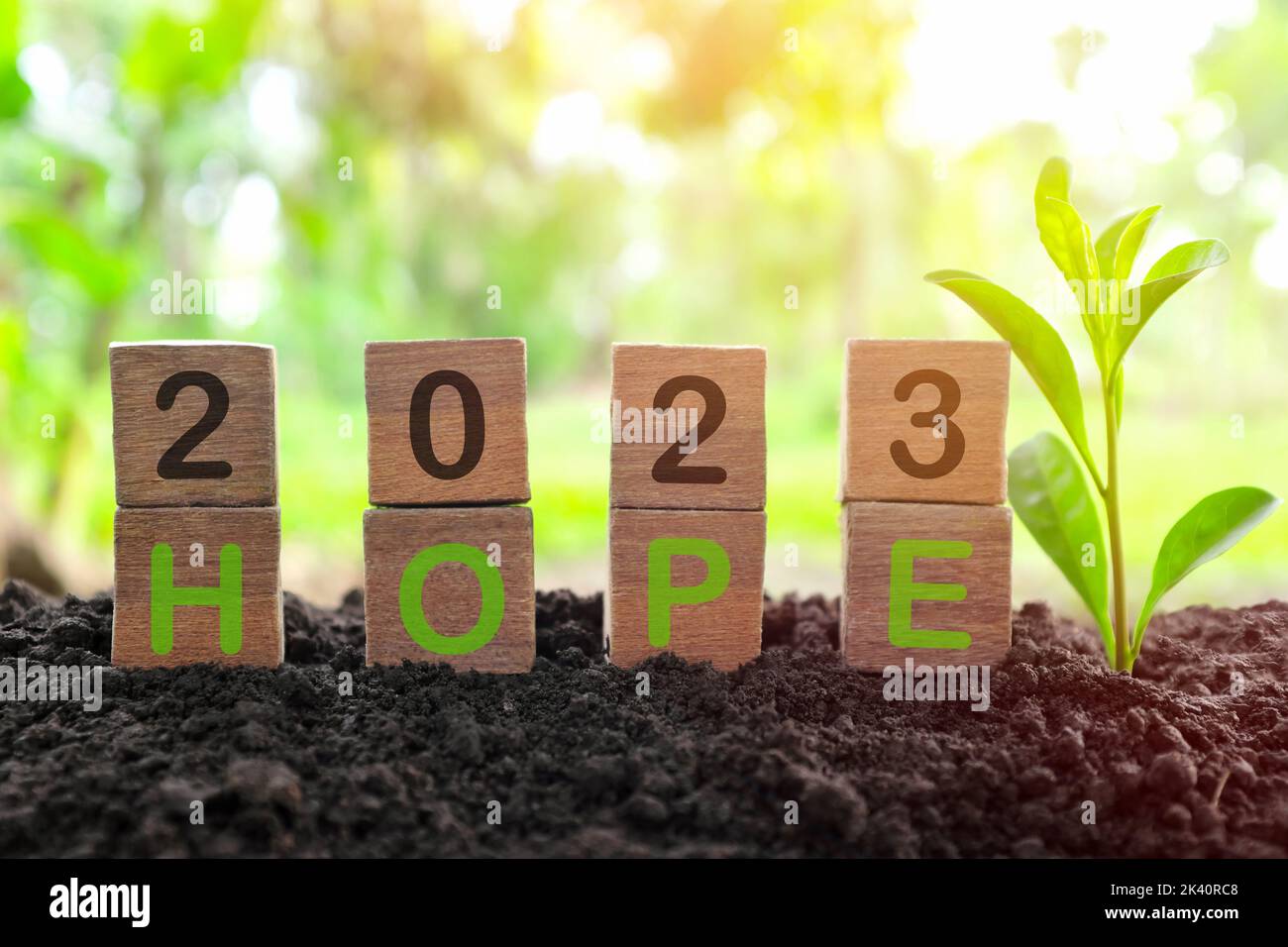 Year 2023 in wooden blocks cubes with growing plant at sunrise. New ...