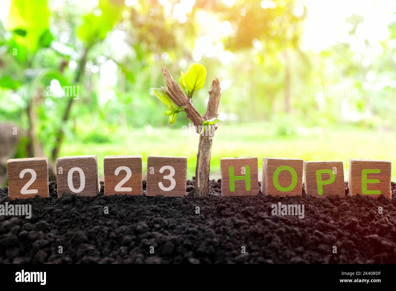 Year 2023 in wooden blocks cubes with growing plant at sunrise. New ...