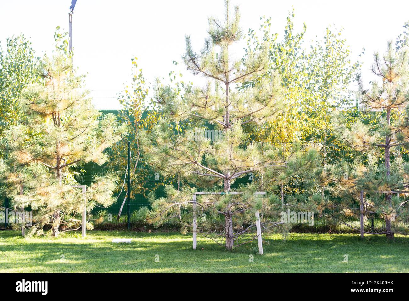 The pinus trees. pine tree in the garden Stock Photo - Alamy