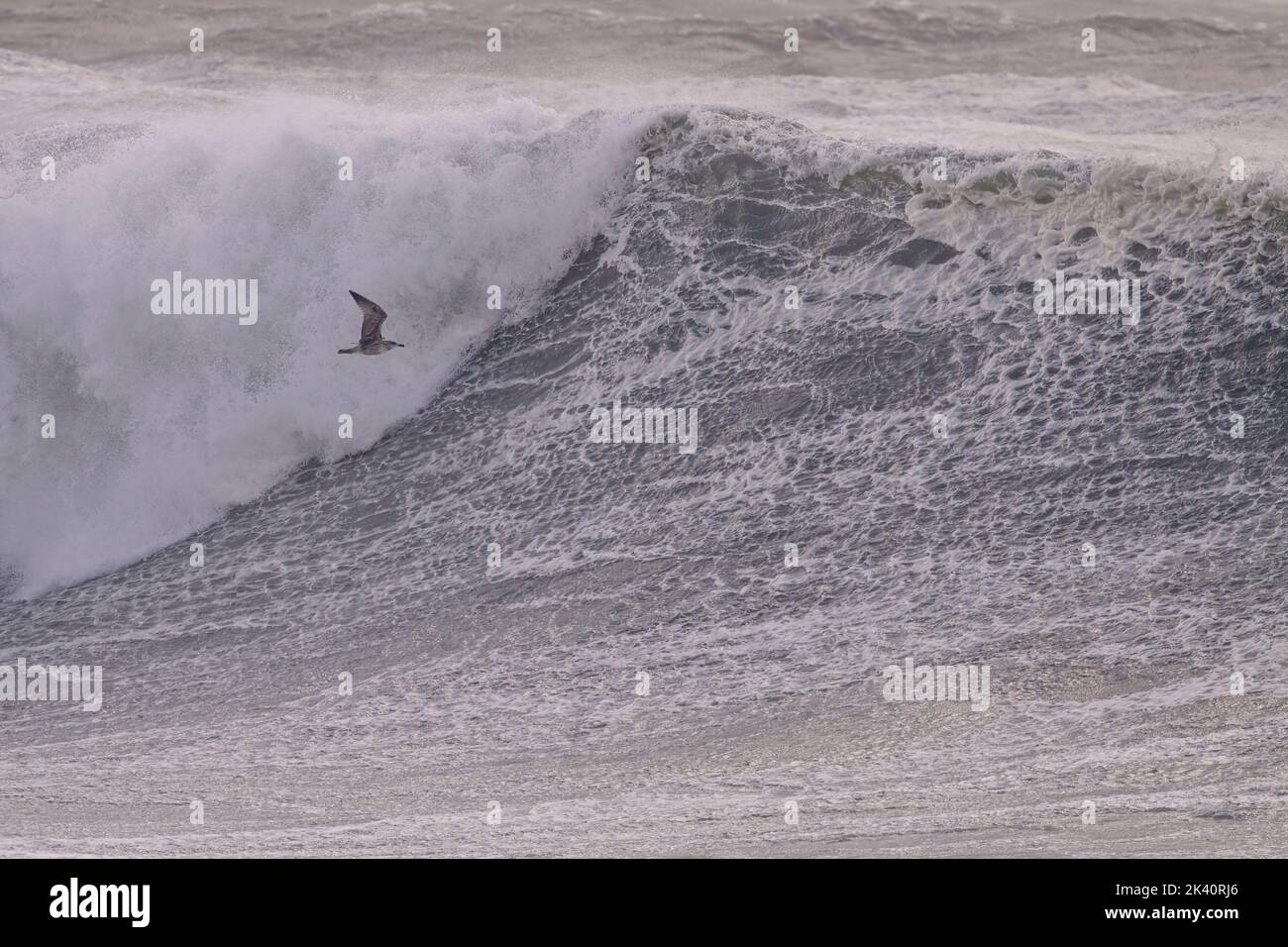 Huge breaking wave during cyclone Stock Photo - Alamy