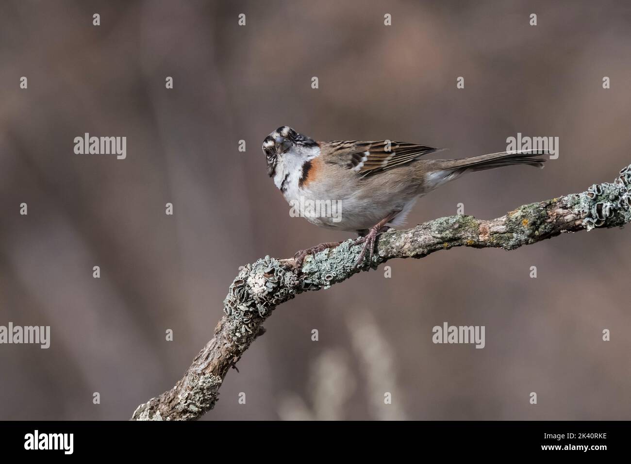 Rufous-collared Sparrow, Zonotrichia capensis in Calden Forest ...