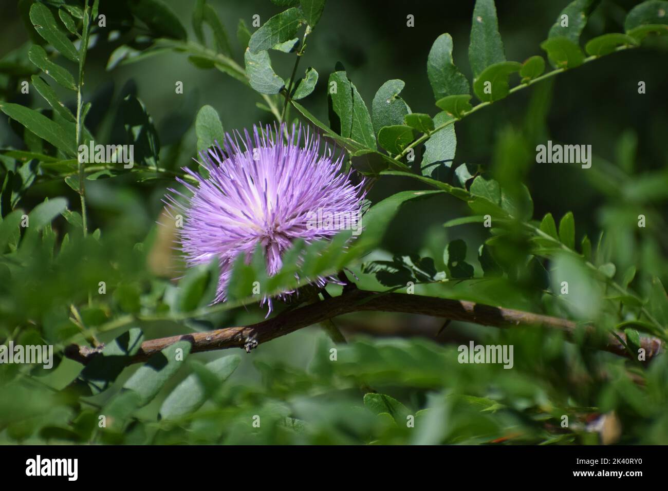 Purple puff flower hi-res stock photography and images - Alamy