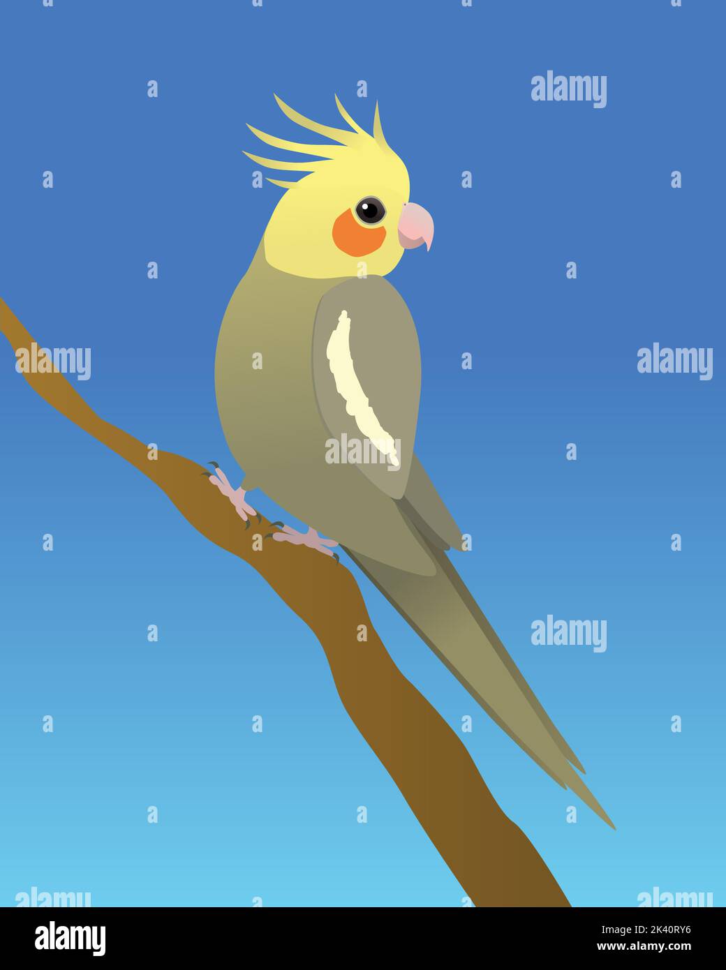 Male have grey on wings Stock Vector Images - Alamy