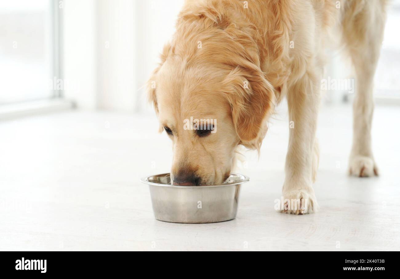 Golden retriever dog and food Stock Photo - Alamy