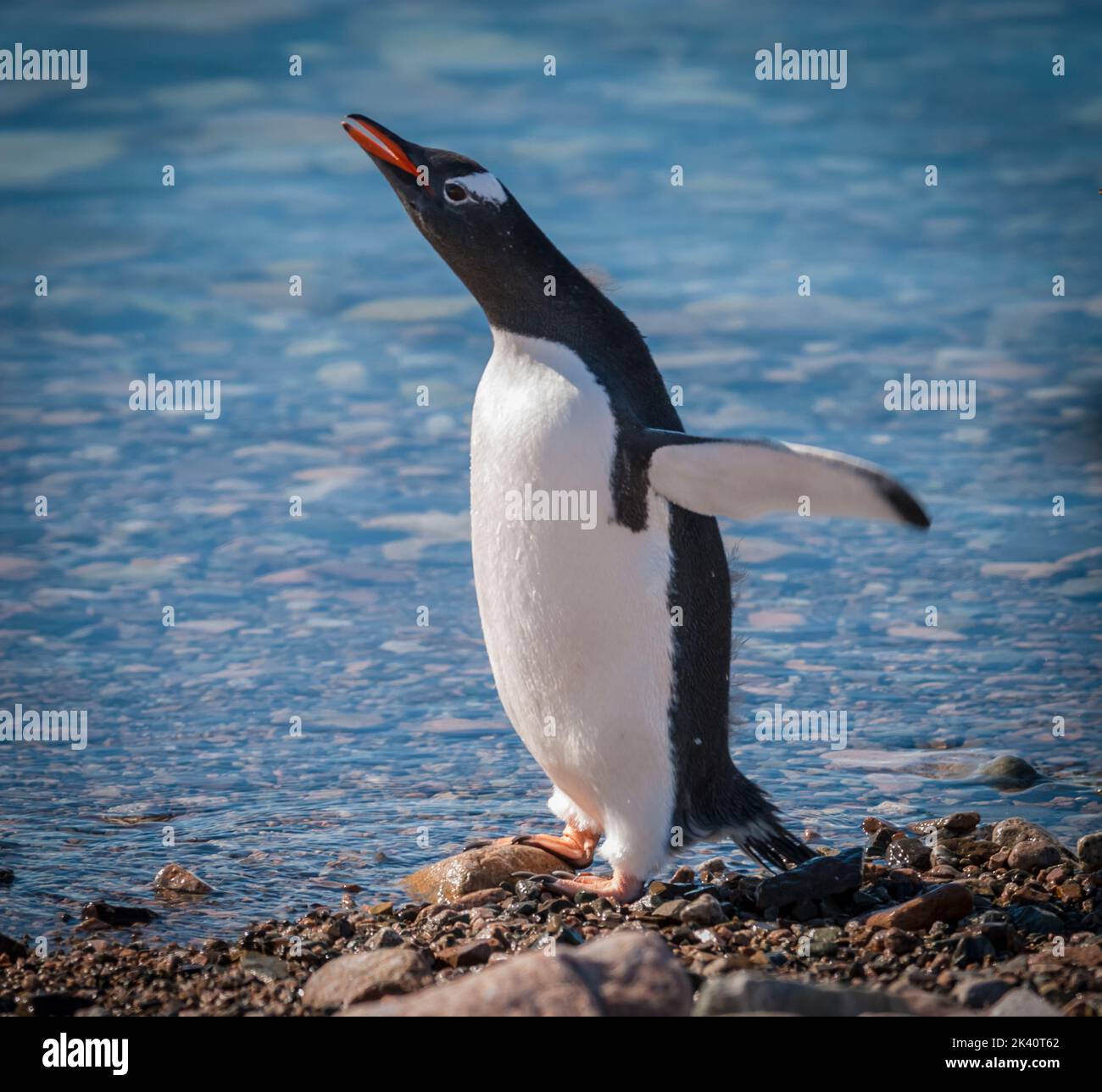Gentoo penguin two specimens flapping their wings, Antarctic peninsula ...