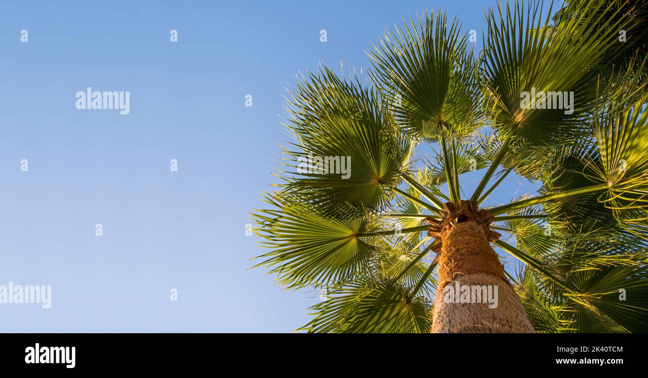 Palm trees bottom view. Top of palm tree against blue sky Stock Photo ...