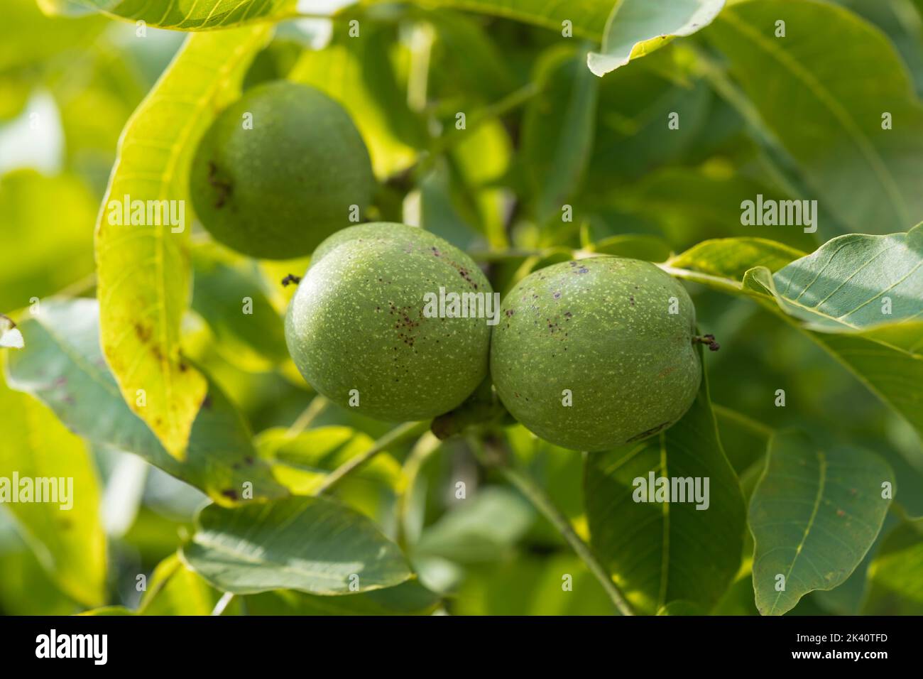 Fruits of a walnut tree juglans regia Stock Photo - Alamy