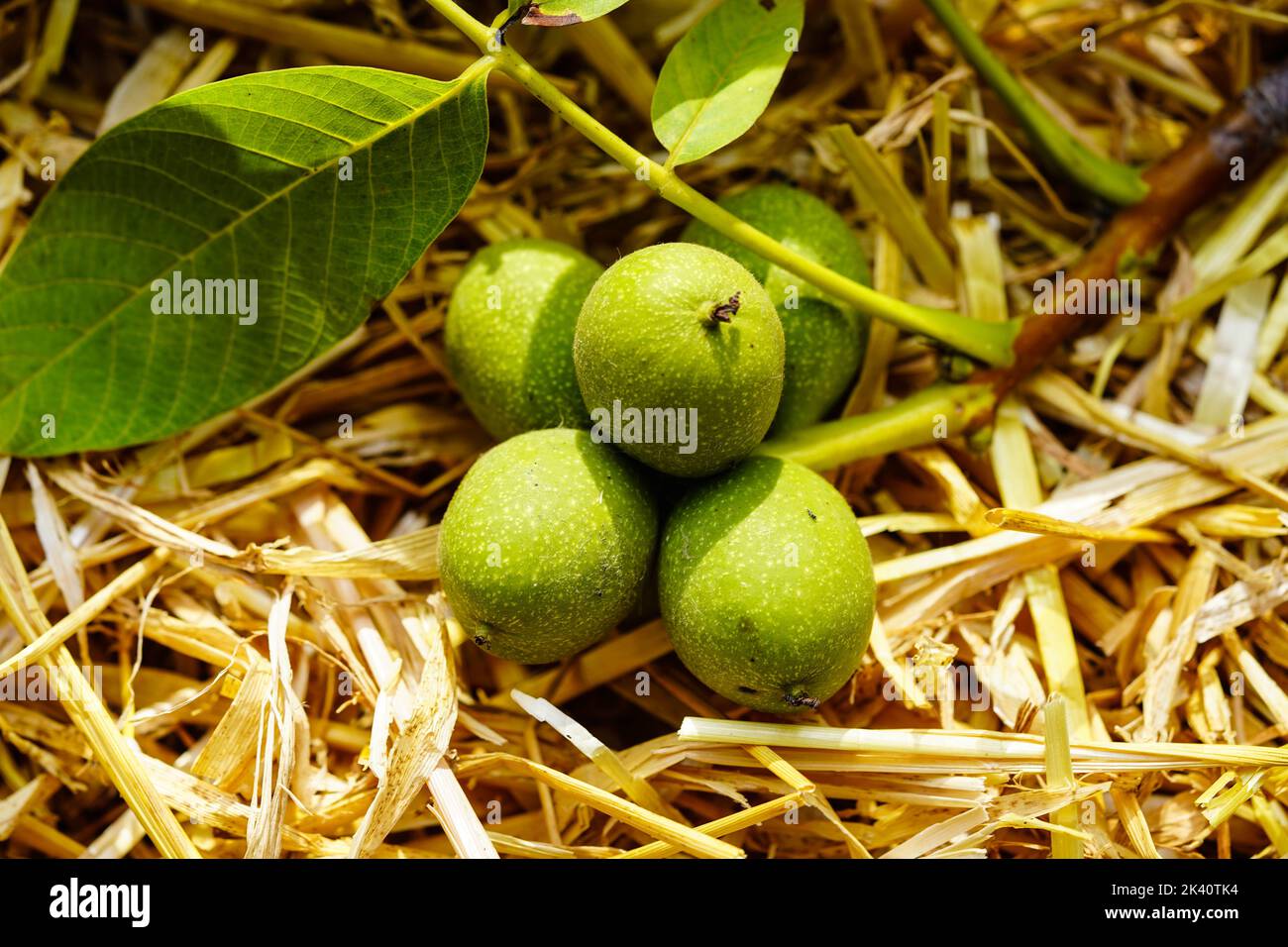 Fruits of a walnut tree juglans regia Stock Photo - Alamy