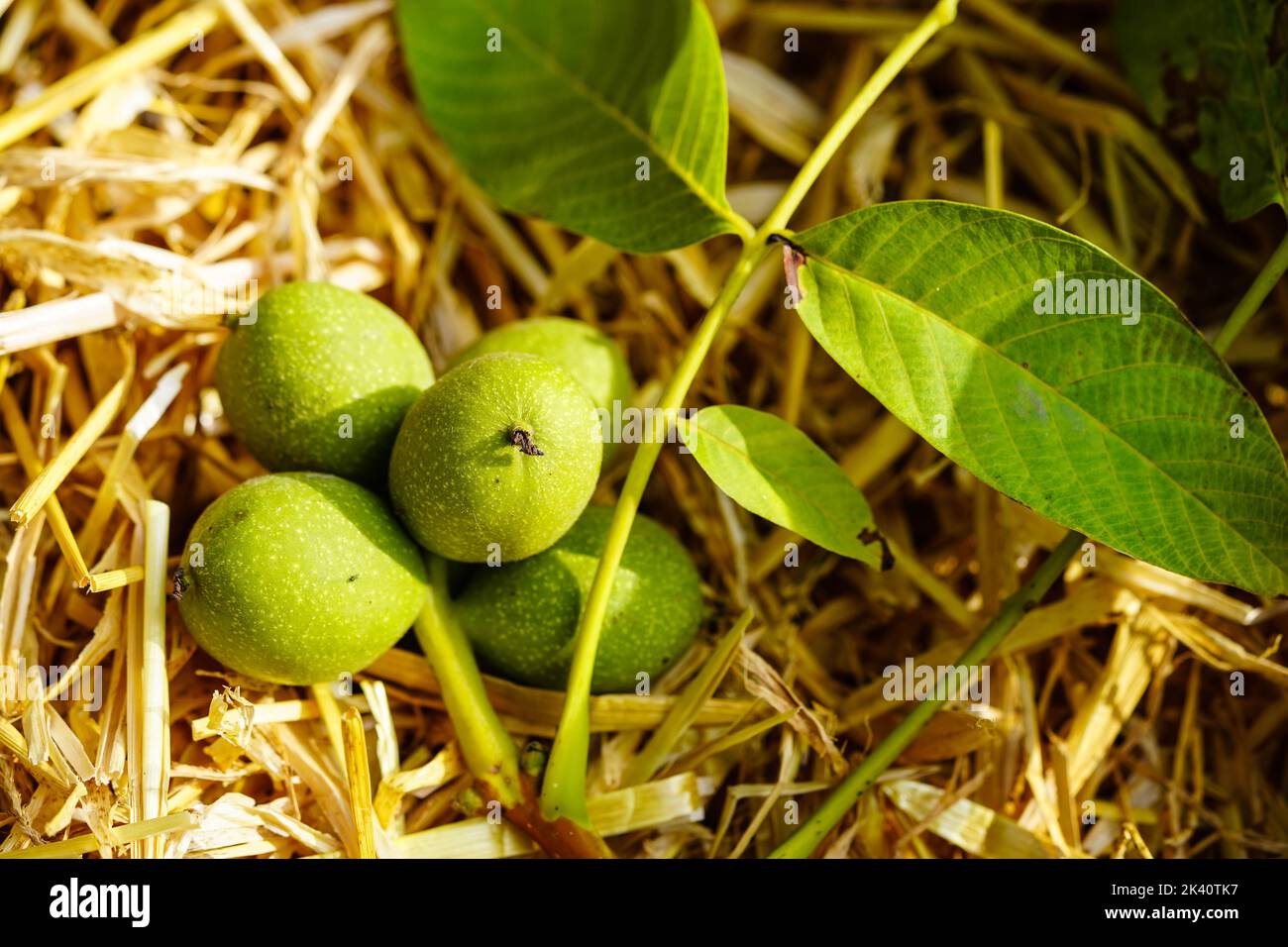 Fruits of a walnut tree juglans regia Stock Photo - Alamy