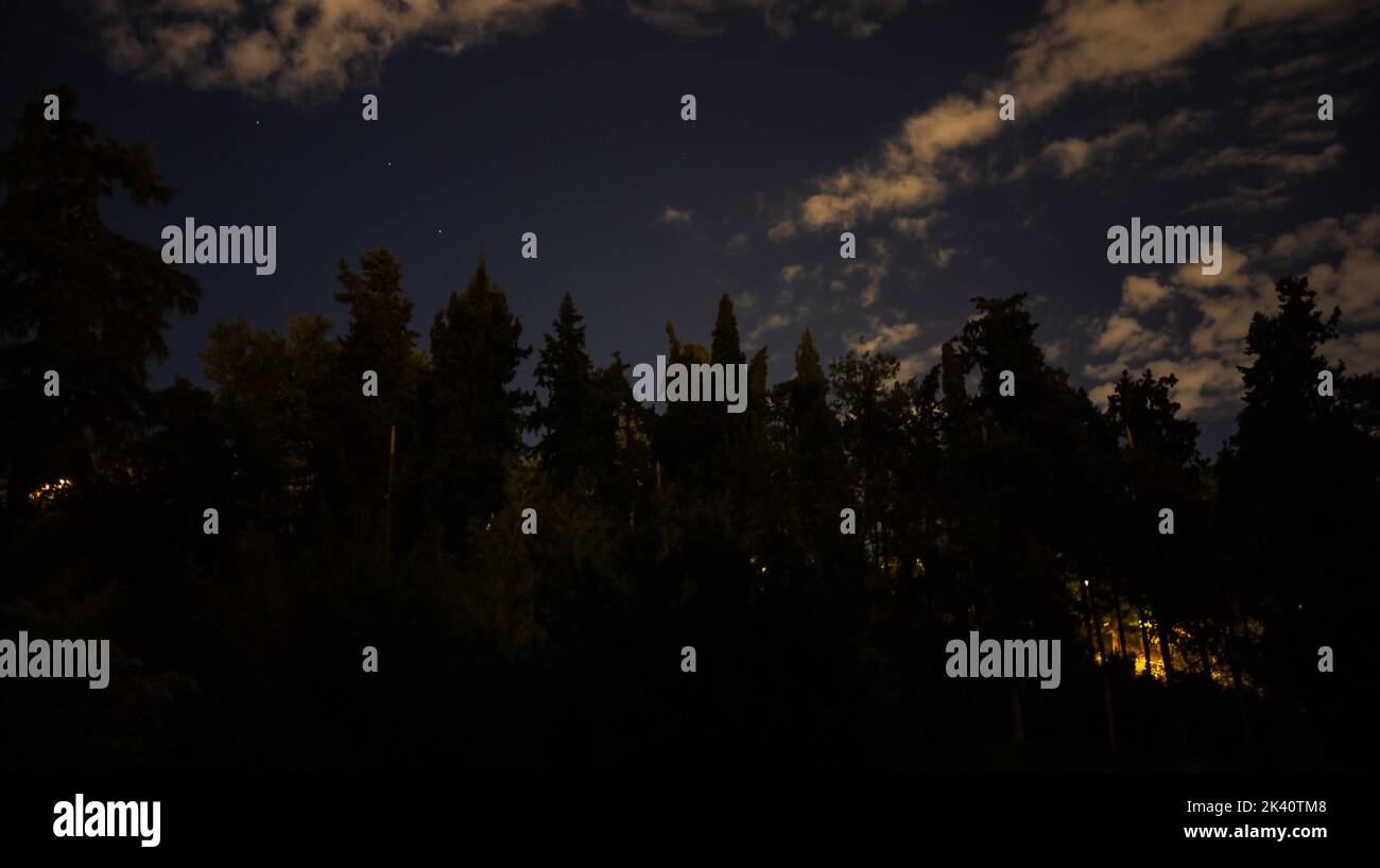 Landscape in which a row of conifers can be seen against the night sky ...