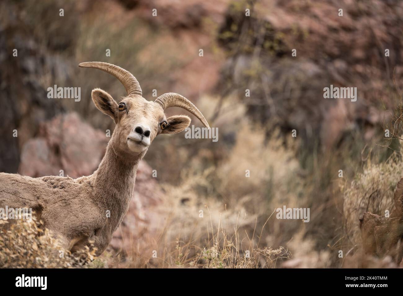 Big Horn Sheep Pops its Head Into Frame With A Crazy Stare at the ...