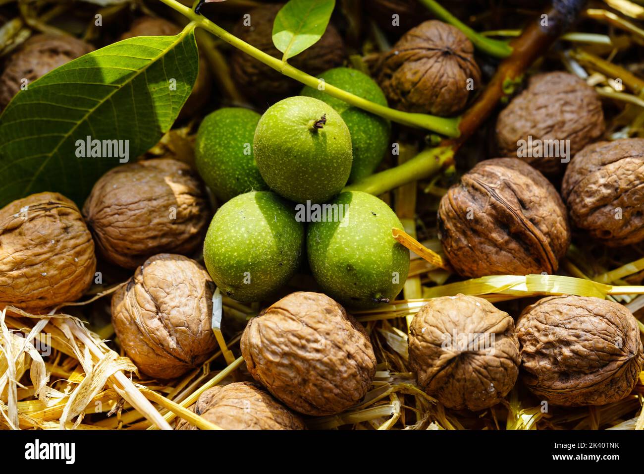 Fruits of a walnut tree juglans regia Stock Photo - Alamy