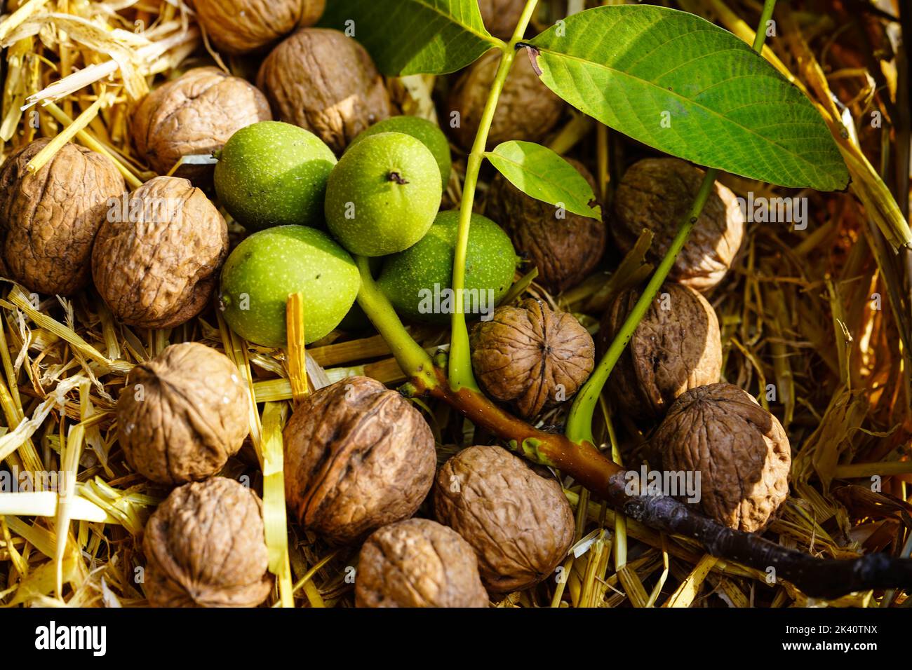 Fruits of a walnut tree juglans regia Stock Photo - Alamy