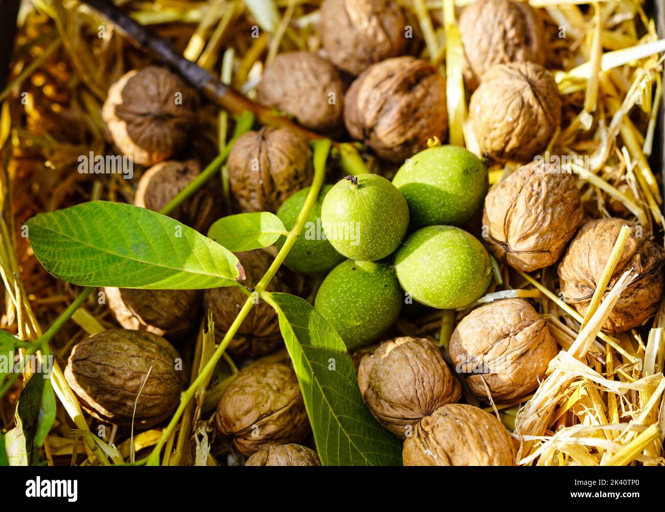Fruits of a walnut tree juglans regia Stock Photo - Alamy