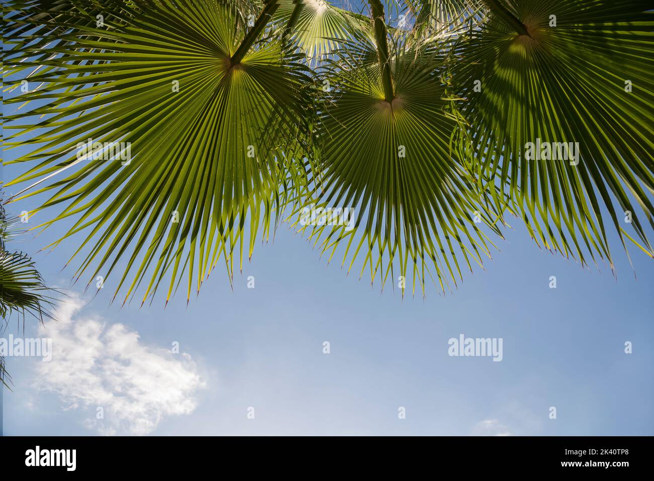 Palm trees bottom view. Top of palm tree against blue sky Stock Photo ...