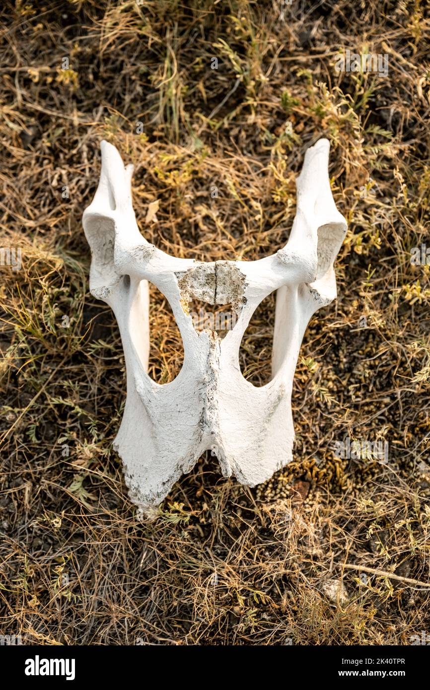Bone Bleached White By The Sun Sits On Trail Side inn Yellowstone ...