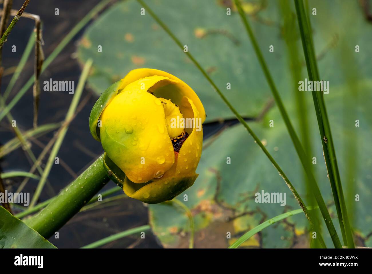 Thick open flower hi-res stock photography and images - Alamy
