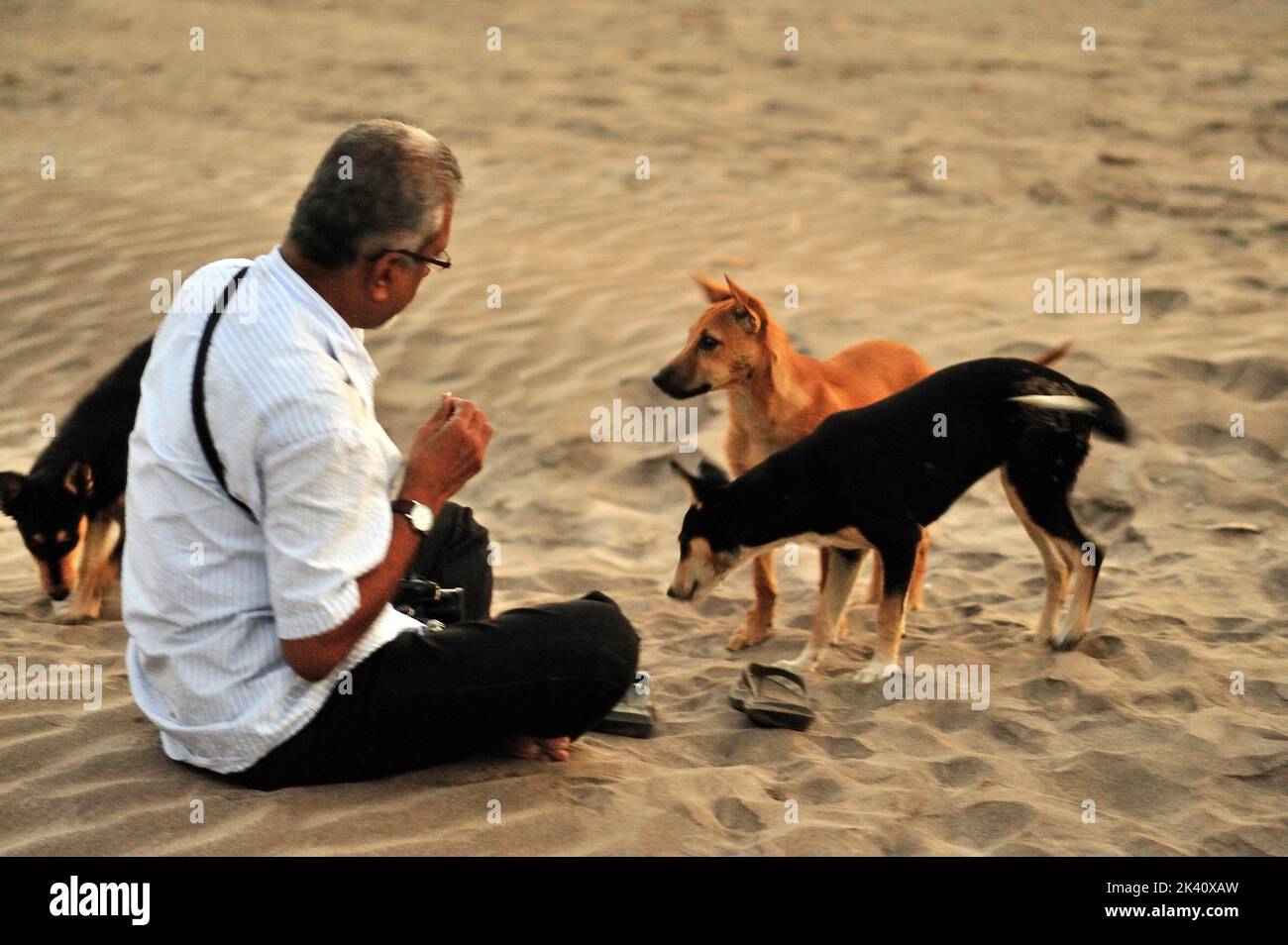 Man feeding stray dogs at beach Relation of a man and dog Stock Photo ...