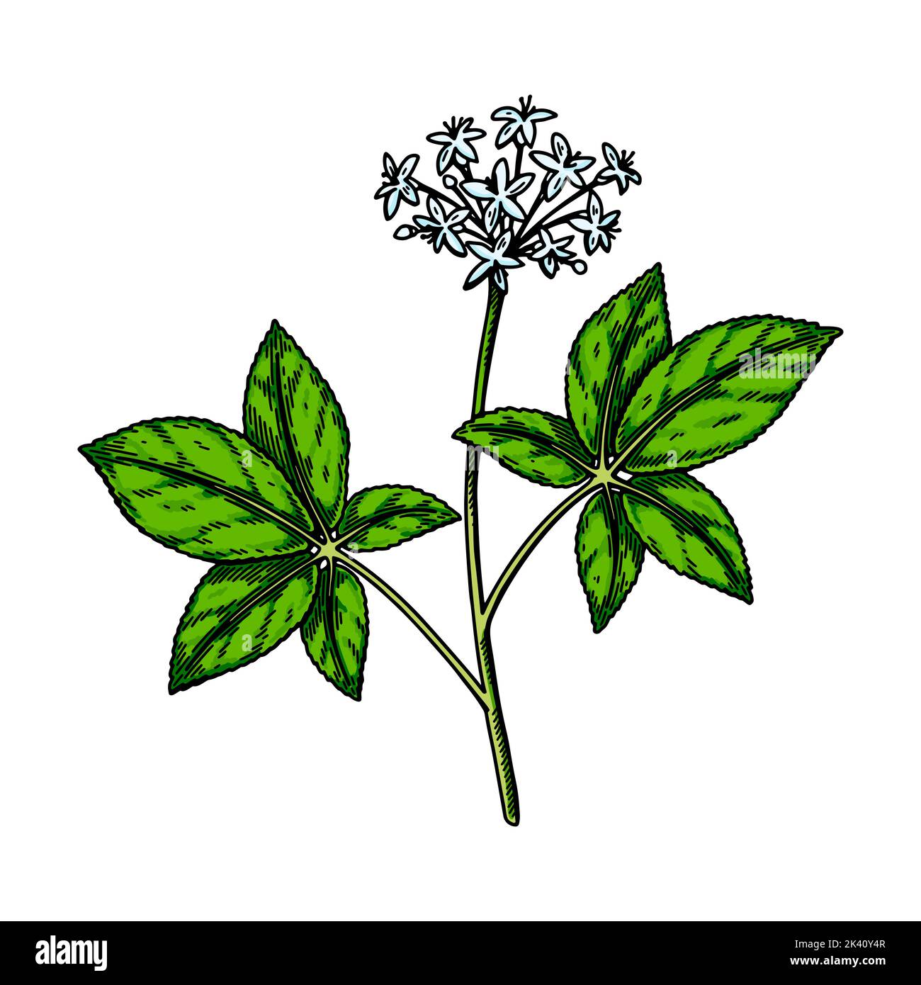 Hand drawn wild ginseng flower with leaves isolated on white background ...