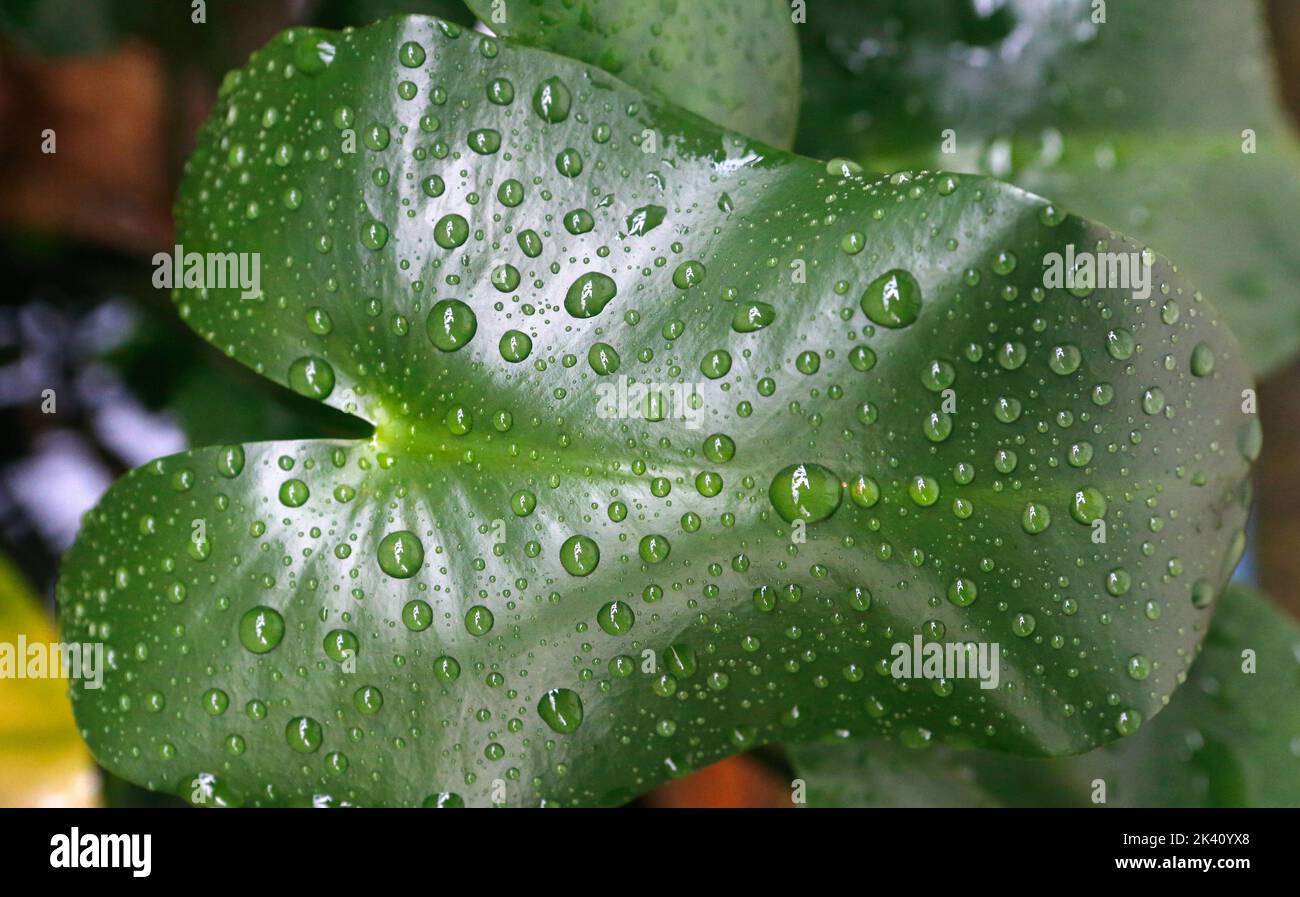Bangkok rainstorm thailand drop leaves hi-res stock photography and ...