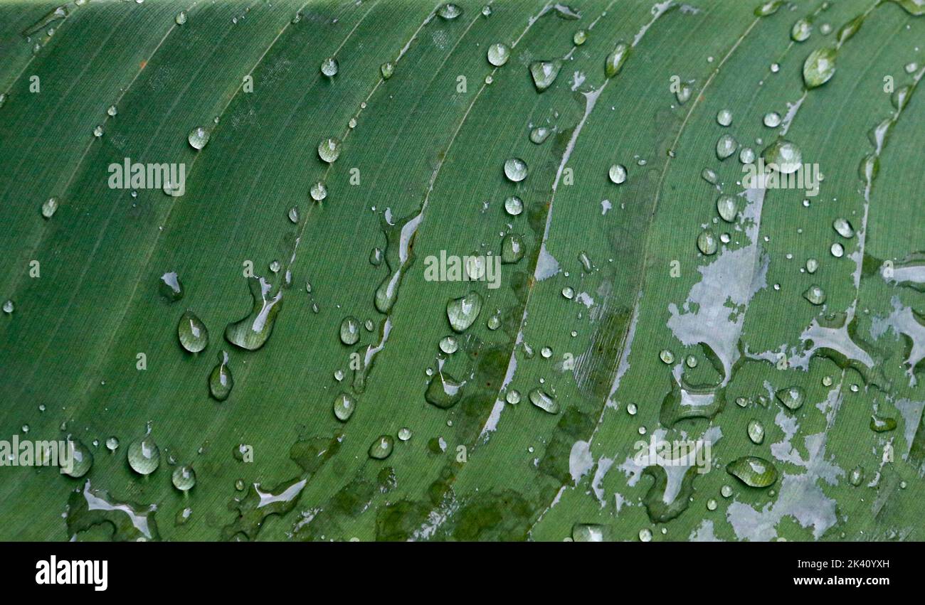 Bangkok rainstorm thailand drop lea ves hi-res stock photography and ...