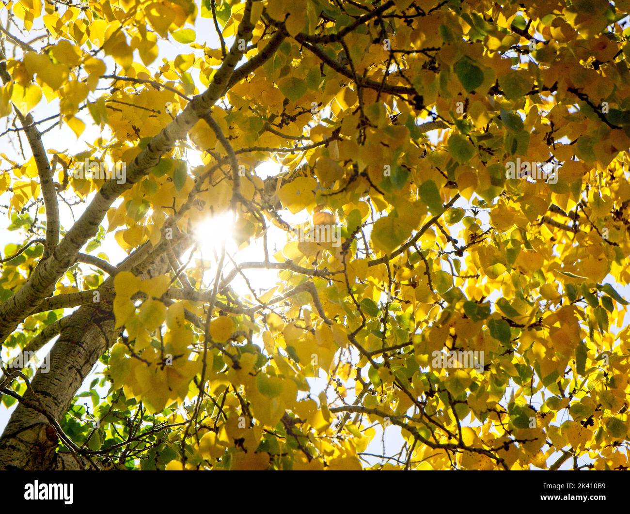Calgary alberta fall hi-res stock photography and images - Alamy