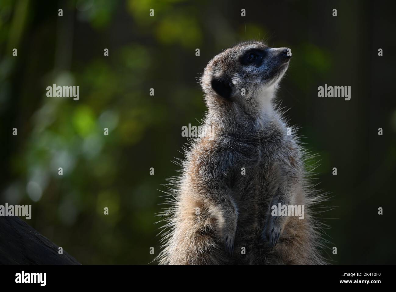 meerkat looking up and away Stock Photo - Alamy