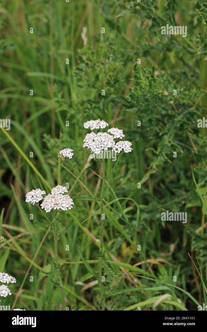 White yarrow, Achillea millefolium, flowers in a meadow with a ...