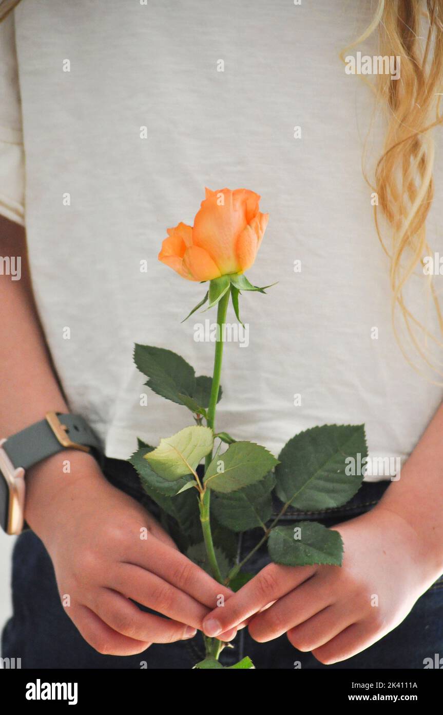 An orange rose being held by a young girl in a studio shot Stock Photo ...