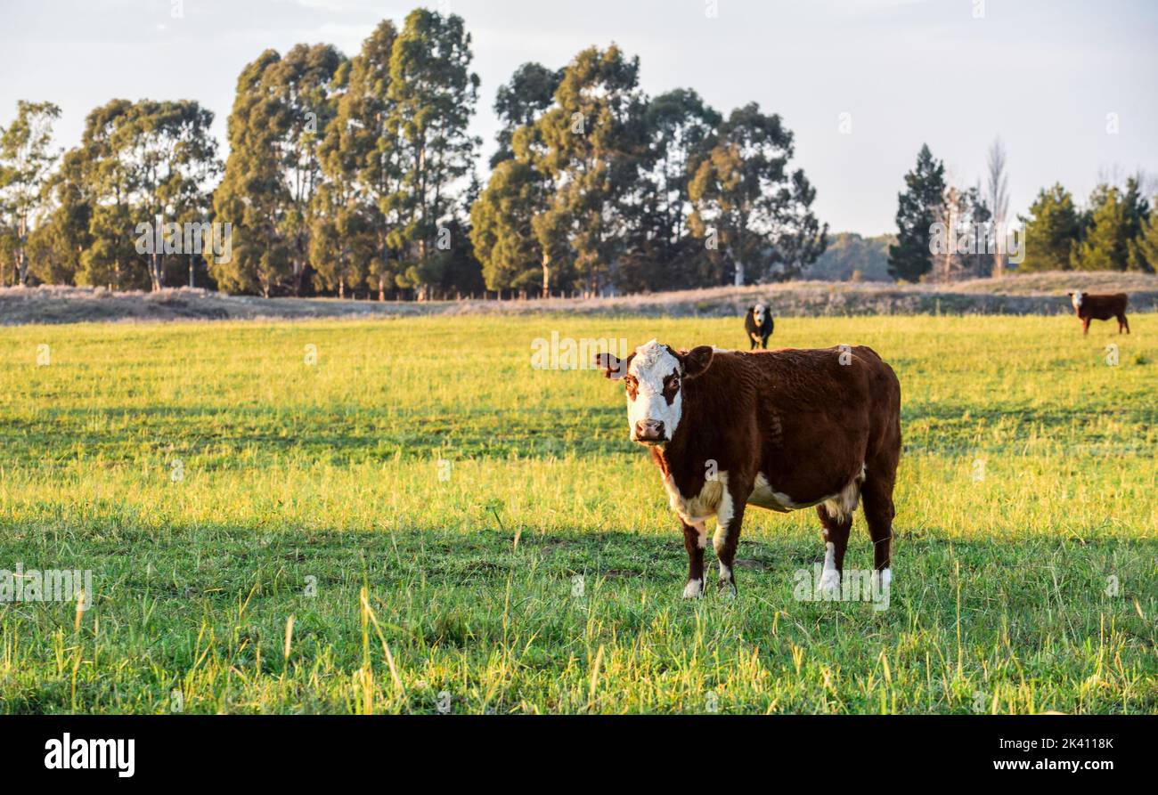 Cows raised with natural pastures, meat production in the Argentine ...