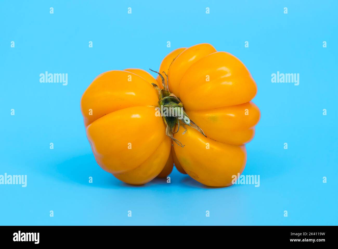 Ugly vegetables concept. Tomatoes of various unusual shapes on a blue ...