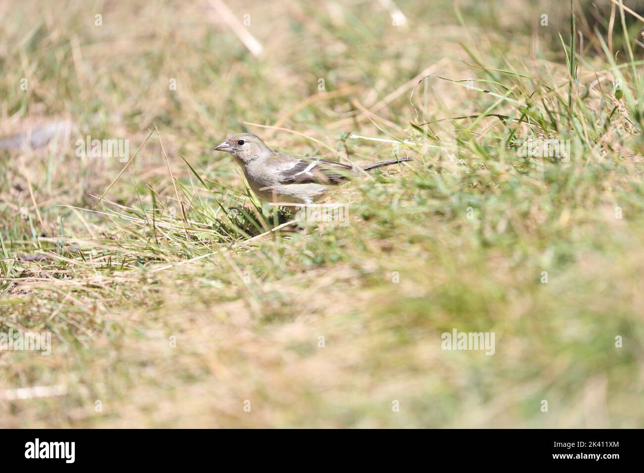 female chaffinch on the ground hunting insects in the grass Stock Photo ...