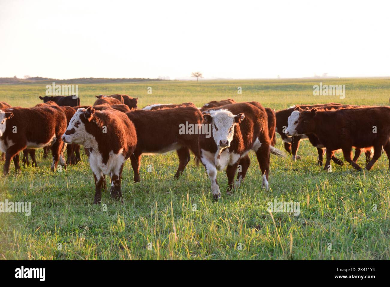 Cows raised with natural pastures, meat production in the Argentine ...