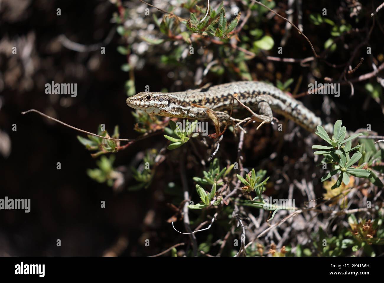 common lizard heating up in the sun Stock Photo - Alamy