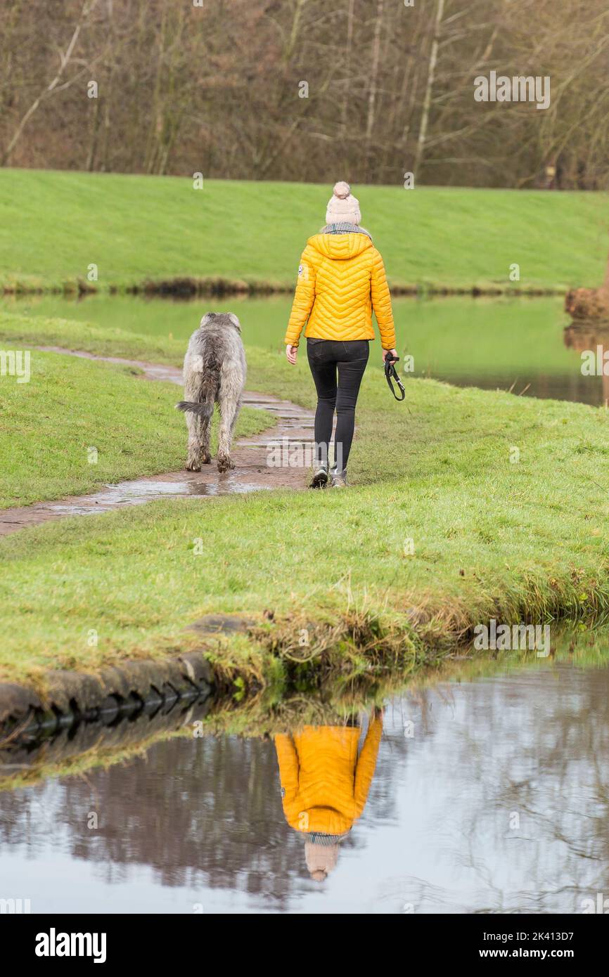 Rear view of a dog walker in bright yellow jacket alongside a UK canal ...